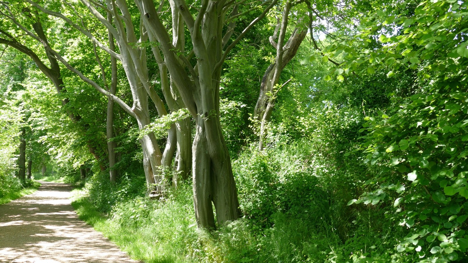 20200529_Einfeld_124222 20200529_Einfeld_124222