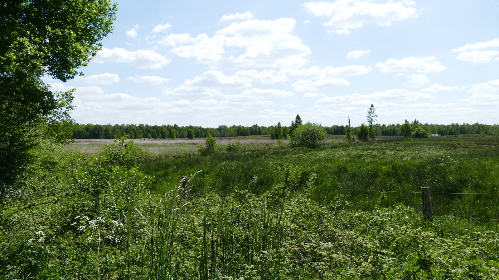 20200529_Einfeld_141227 20200529_Einfeld_141227