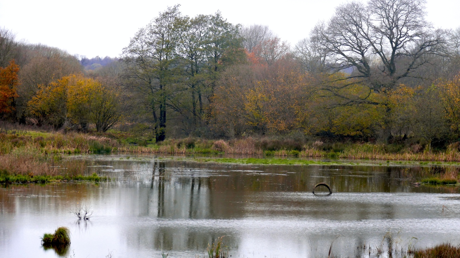 Bothkamp (Nov 20) – Jardin de Wilmersdorf